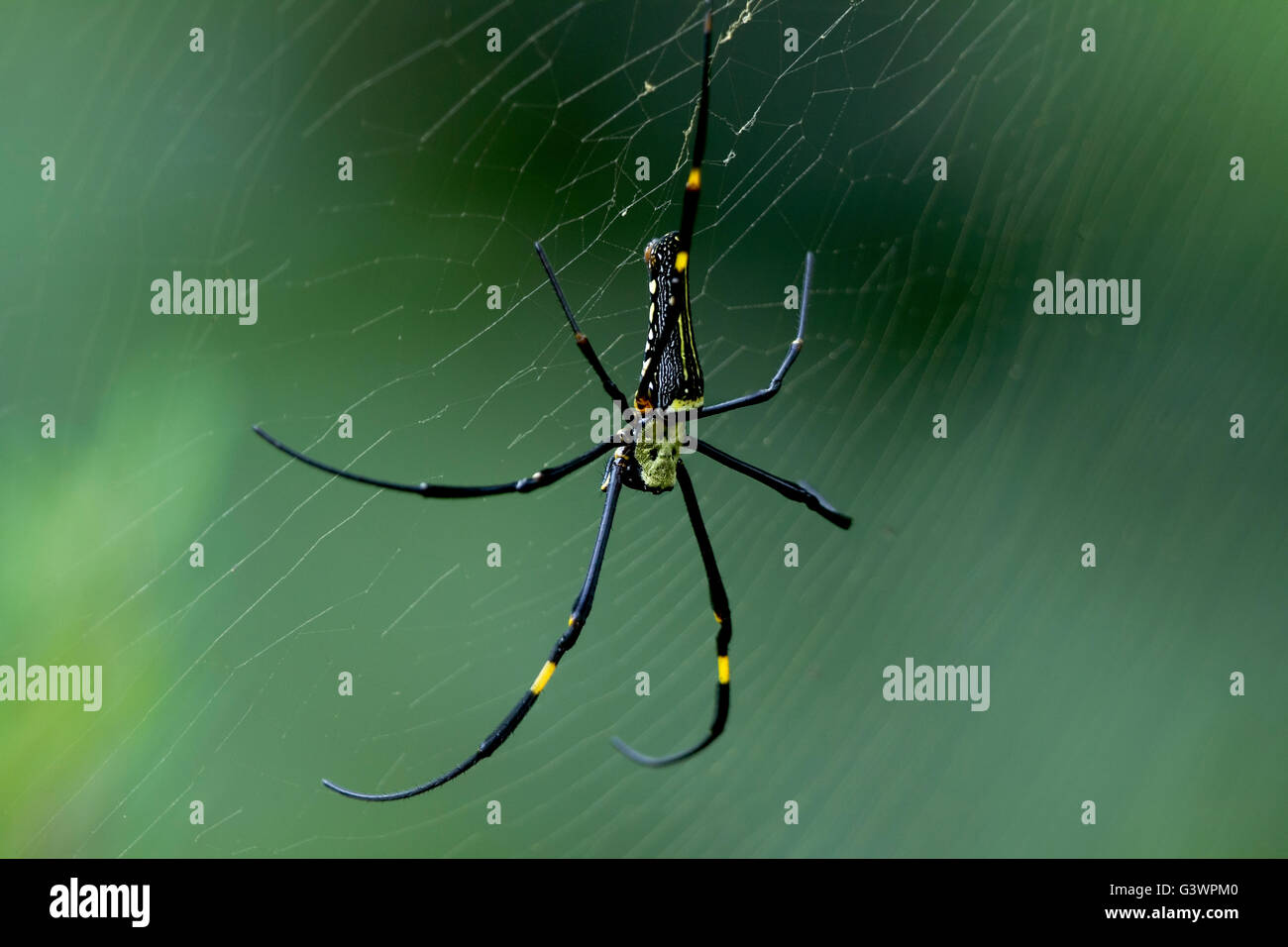 Spider In Seychelles High Resolution Stock Photography and Images - Alamy