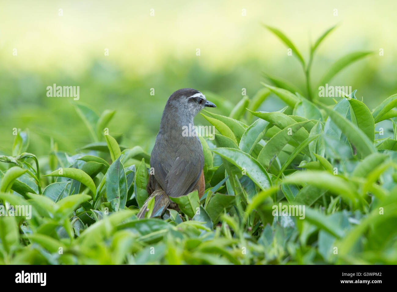 The Kerala laughingthrush is a species of laughingthrush endemic to the ...
