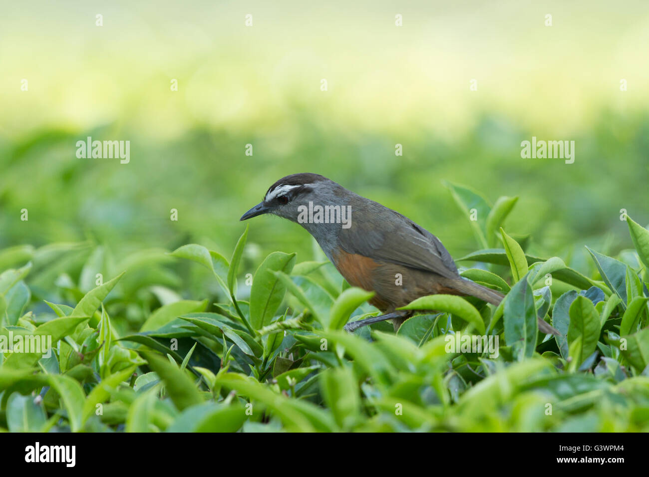 The Kerala laughingthrush is a species of laughingthrush endemic to the ...