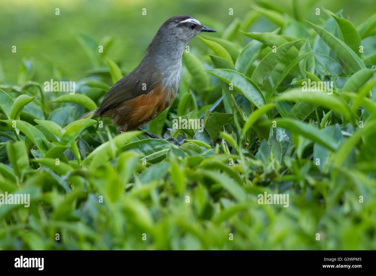 Kerala Laughing Thrush File:The Nilgiri Laughingthrush.jpg Wikimedia