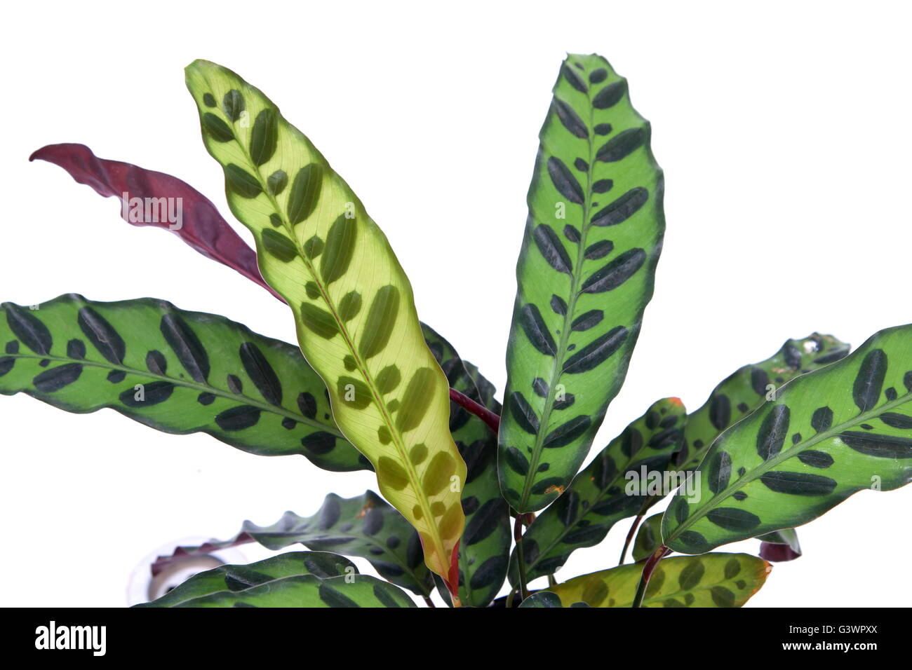 Calathea insignis or Calathea lancifolia or also known as Rattlesnake ...