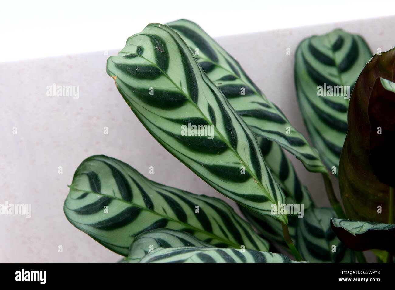 Indoor plant Calathea concinna or known as Zebra Plant , Peacock Plant ...