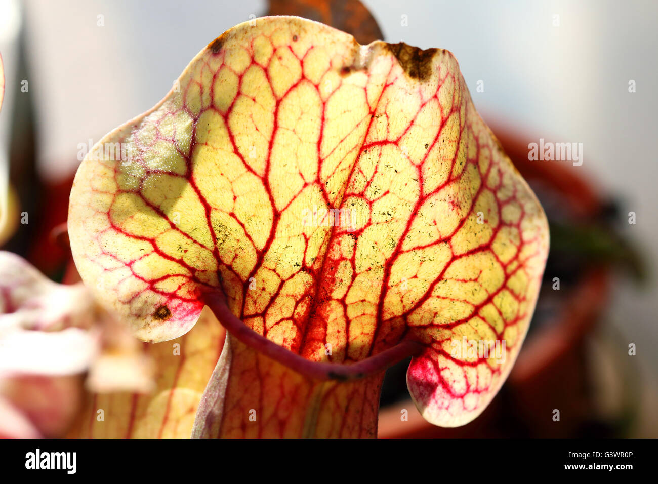 Pitcher plants hi-res stock photography and images - Alamy