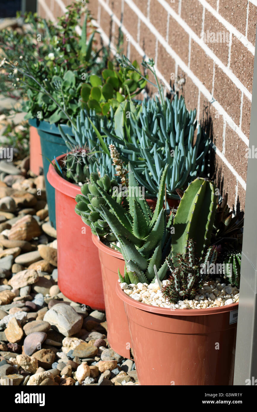 Varieties of cactus and succulents growing in pots Stock Photo - Alamy