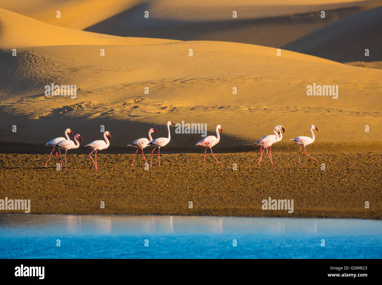 Pink flamingos at sunset hi-res stock photography and images - Alamy