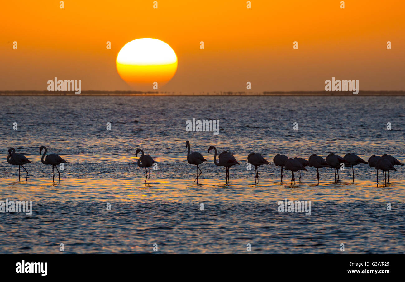 Pink flamingos at sunset hi-res stock photography and images - Alamy