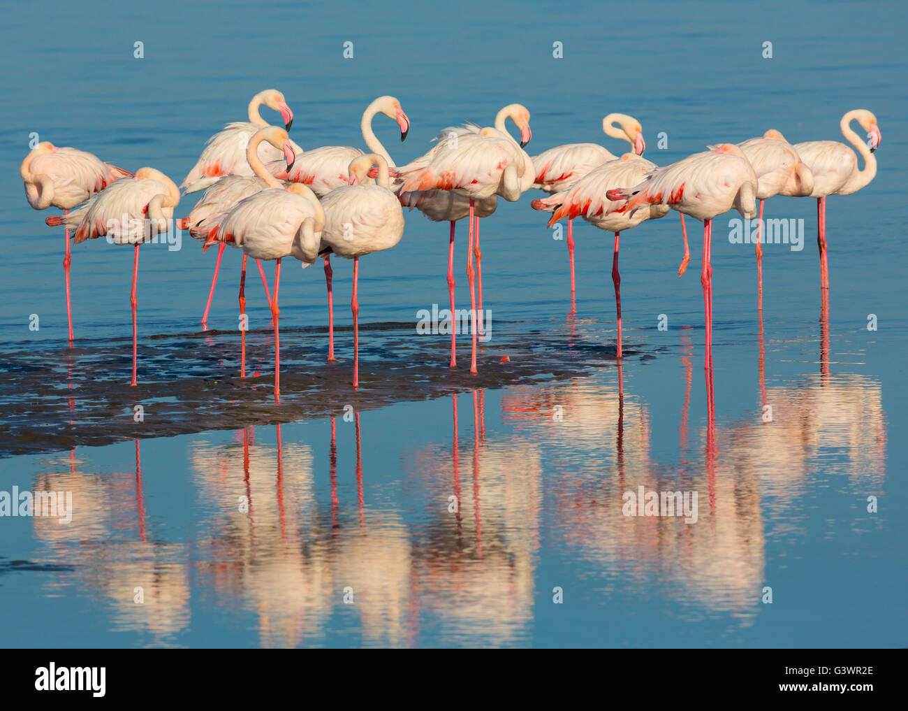 Flamingo reflecting in water hi-res stock photography and images - Alamy