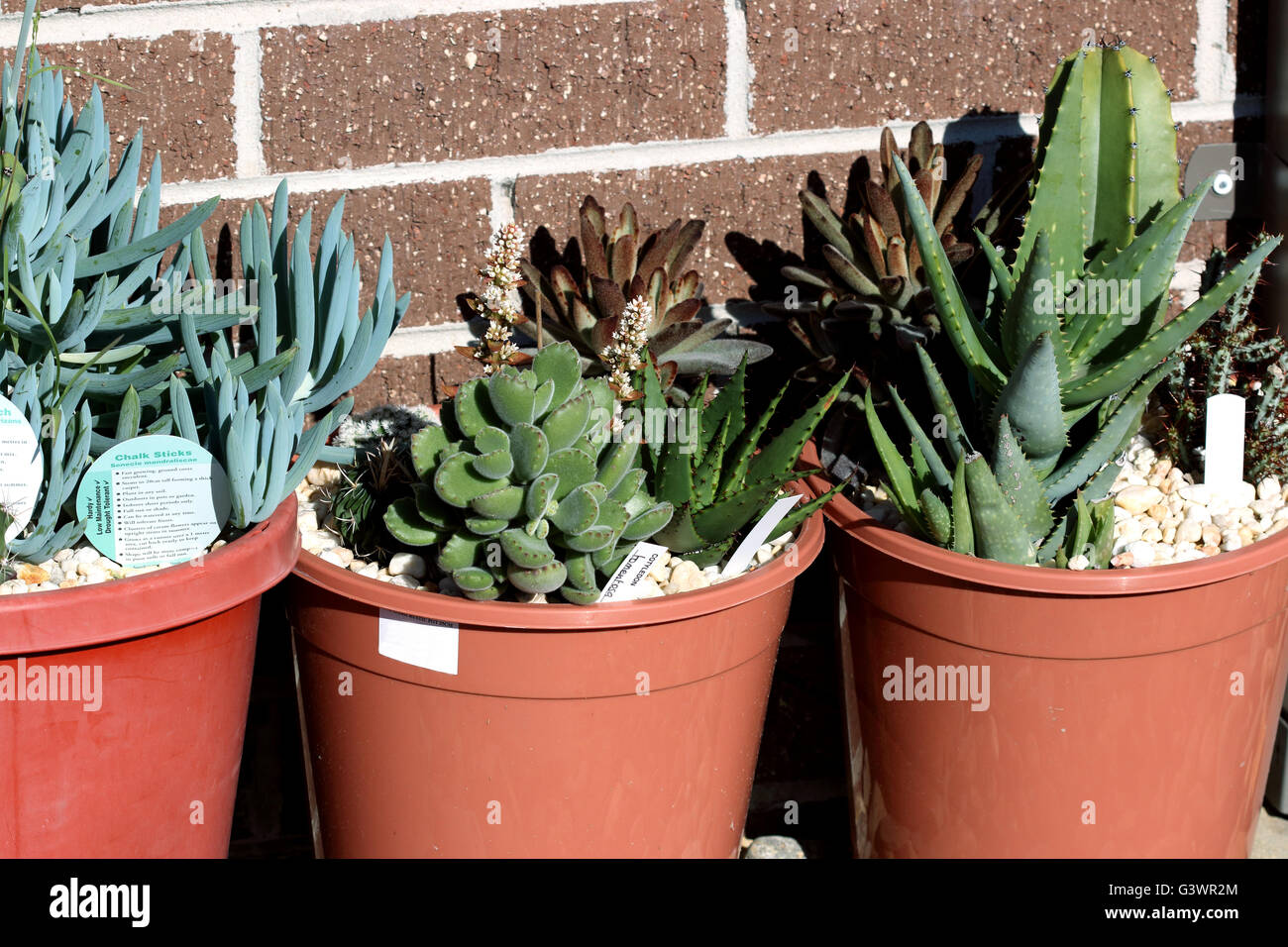 Varieties of cactus and succulents growing in pots Stock Photo - Alamy