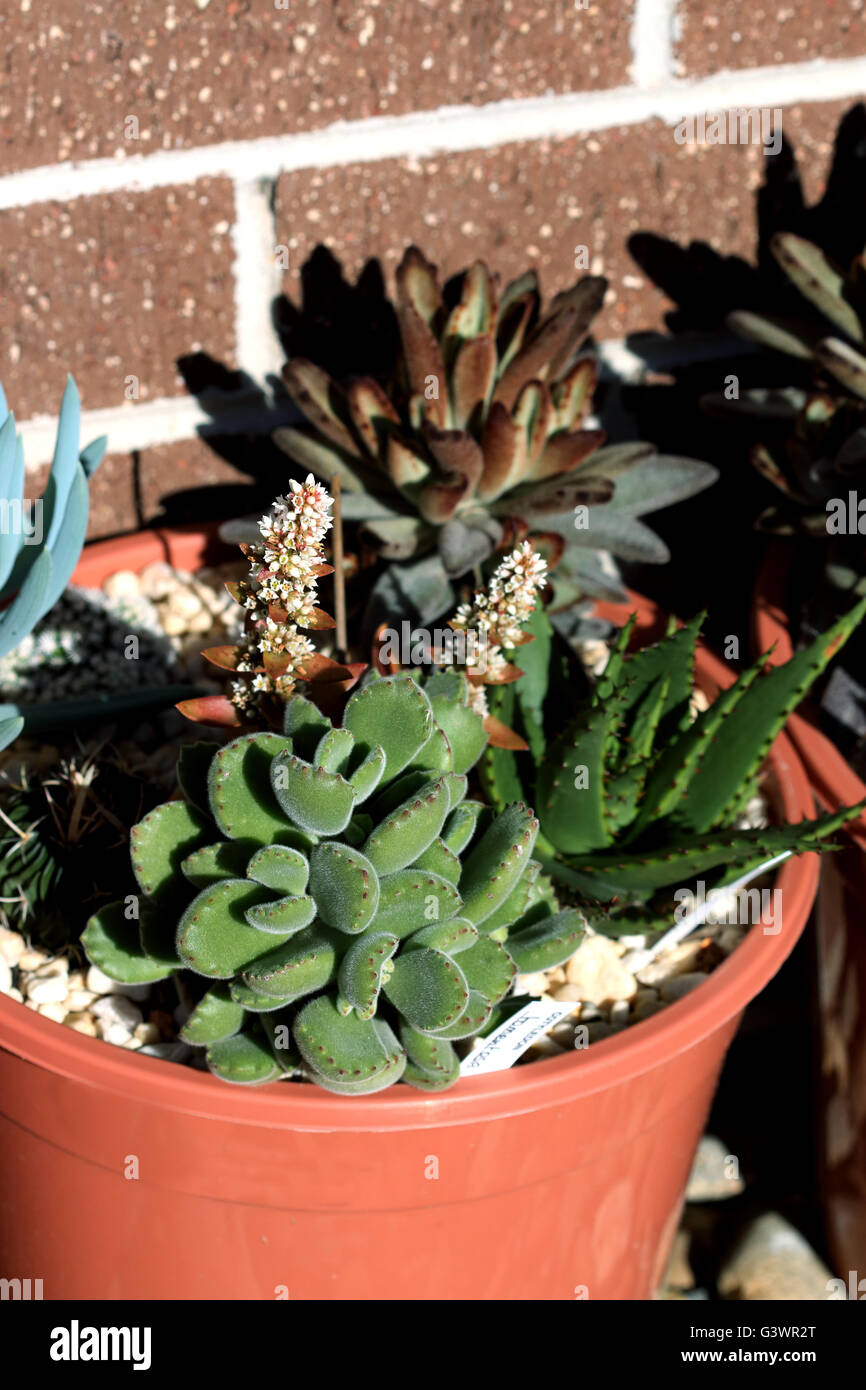 Varieties of cactus and succulents growing in pots Stock Photo - Alamy