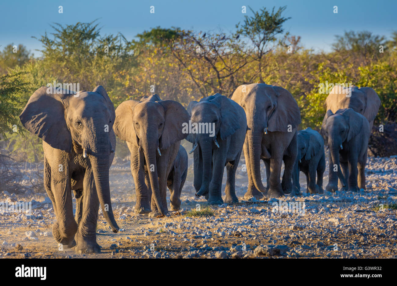 Namibia animals hi-res stock photography and images - Alamy