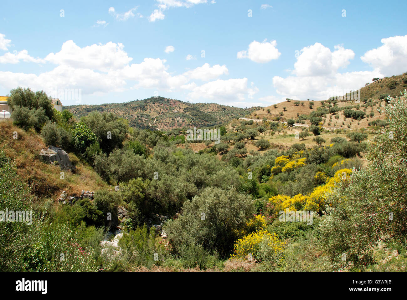 Trees obscuring the Sabar riverbed between Rio Gordo and Periana ...