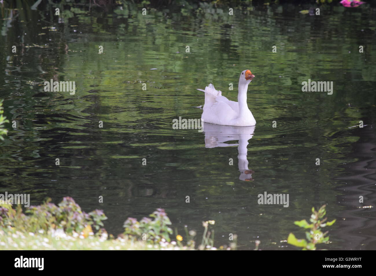 Goose swimming in the water Stock Photo - Alamy