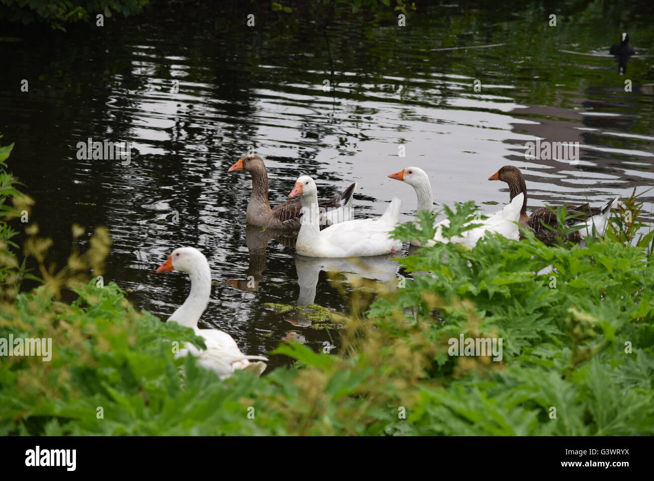 Geese in a pond hi-res stock photography and images - Alamy