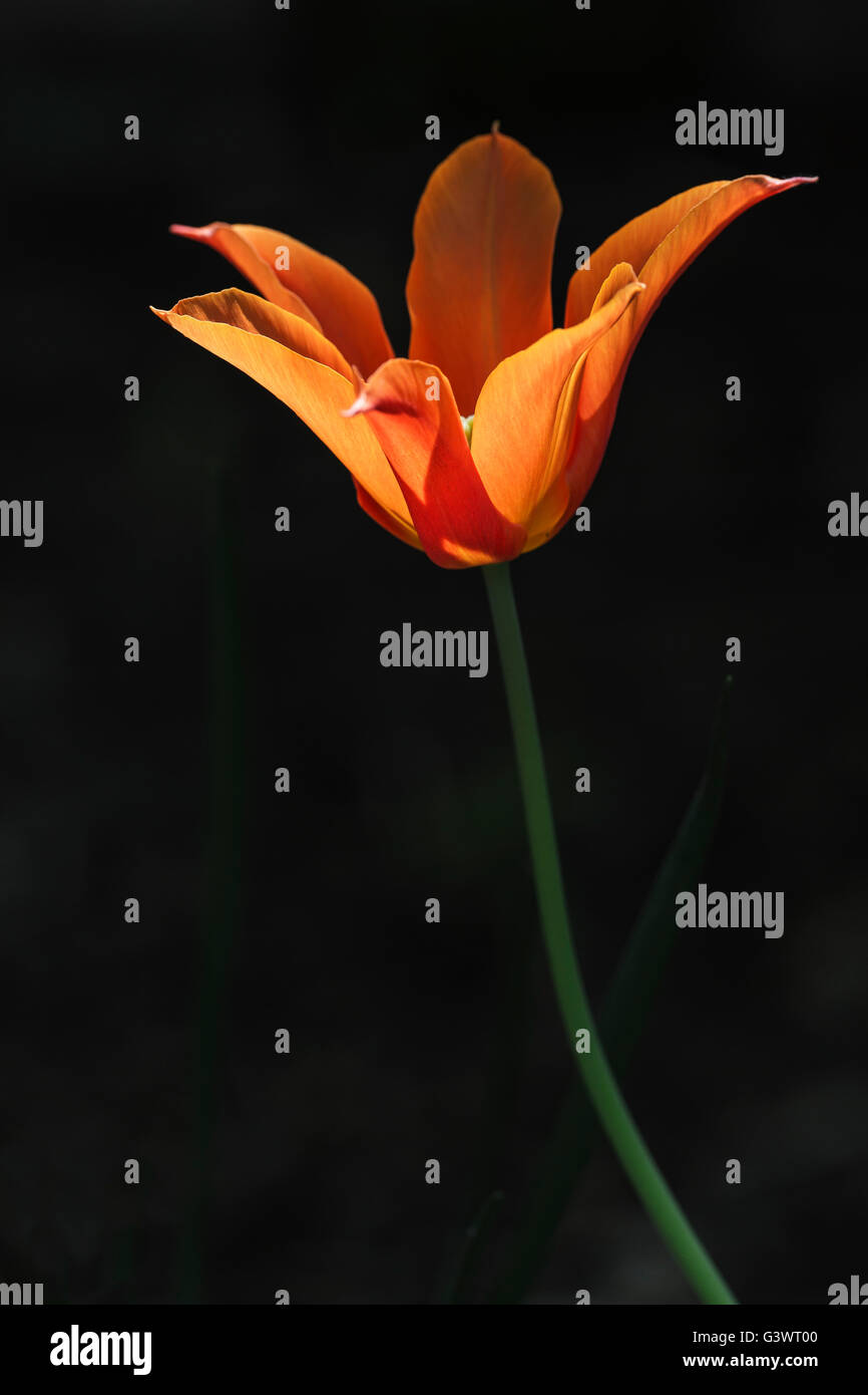 Pralormo castle, flourishing tulip in April for the event "Messer ...