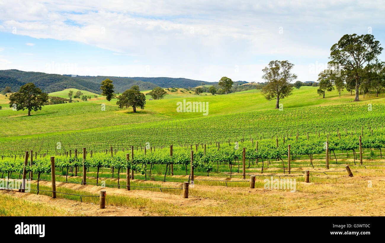 Picturesque wine valley in Barossa, South Australia. Color-toning ...