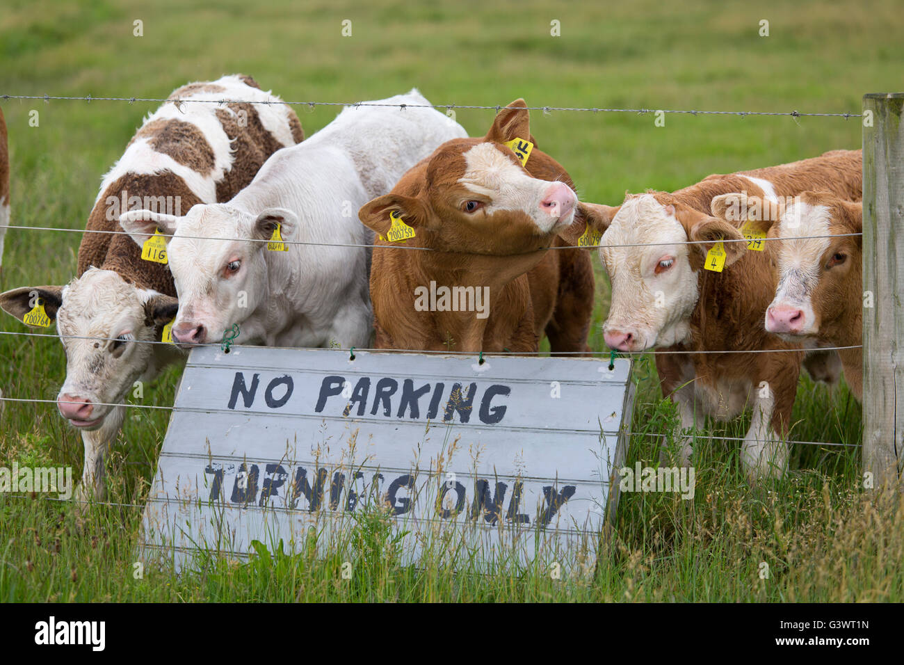 Cow and calves sign hi-res stock photography and images - Alamy