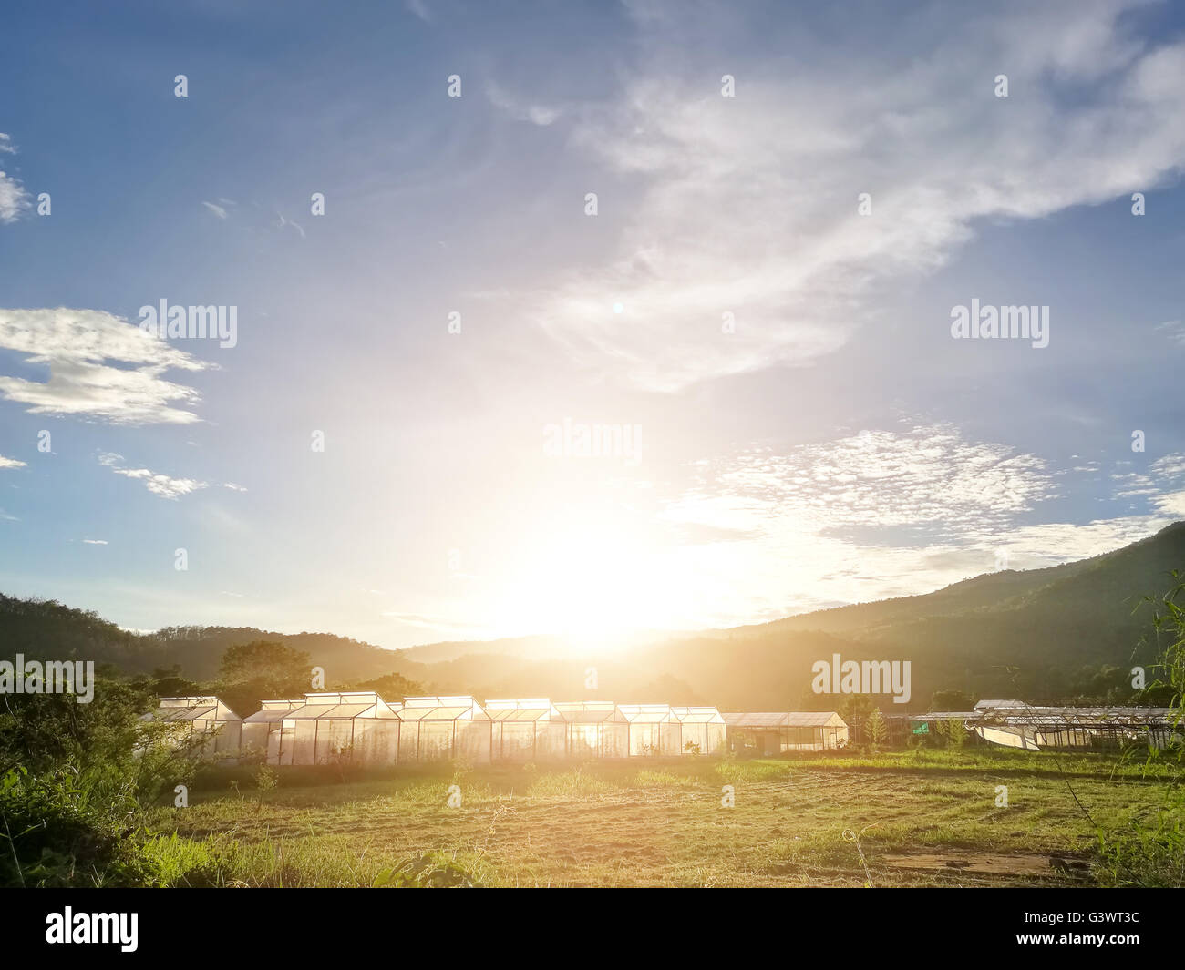 Plant nursery of organic vegetable surrounded by nature and trees with ...
