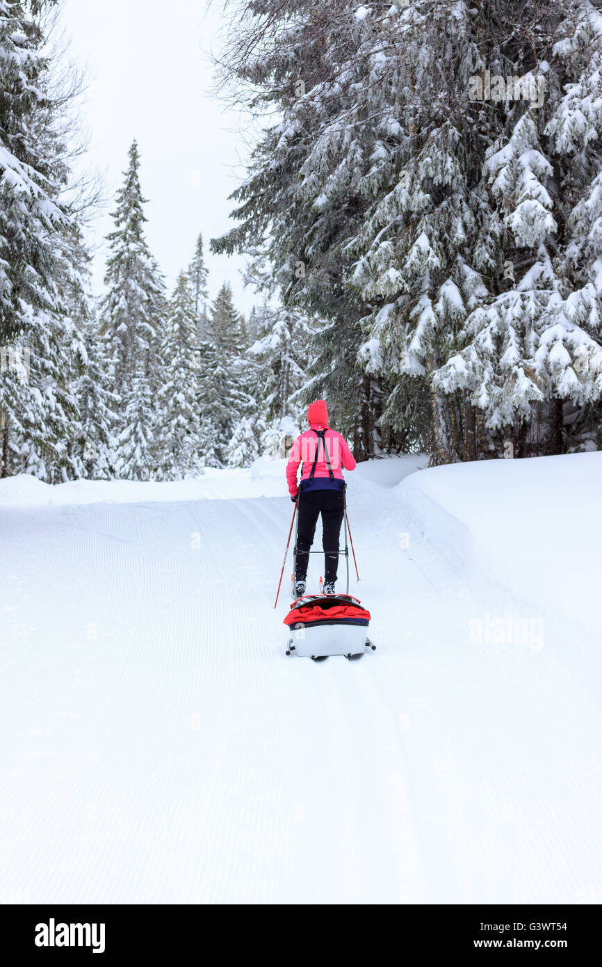 Young woman cross country skiing with pull behind baby pulk sled Stock ...