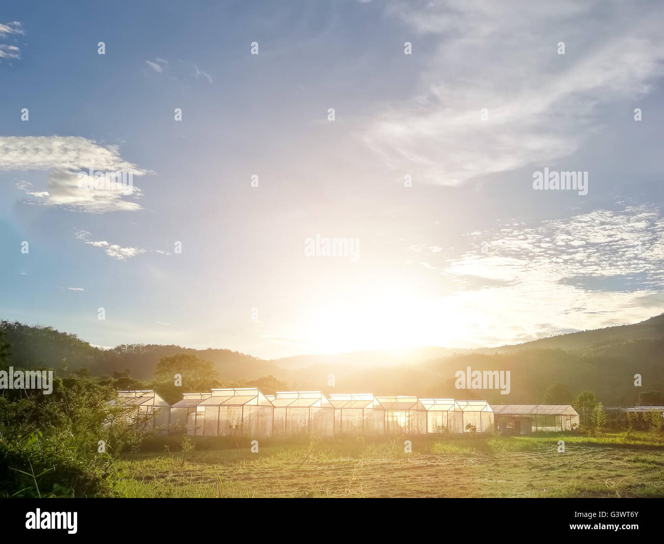 Plant nursery of organic vegetable surrounded by nature and trees with ...