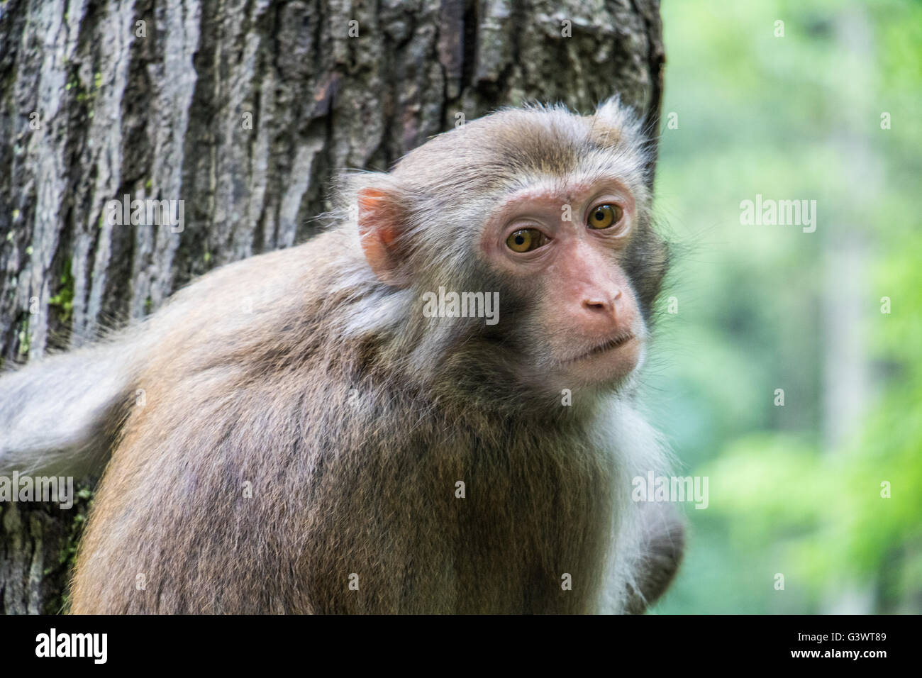 A monkey I saw in Zhangjiajie, China Stock Photo - Alamy