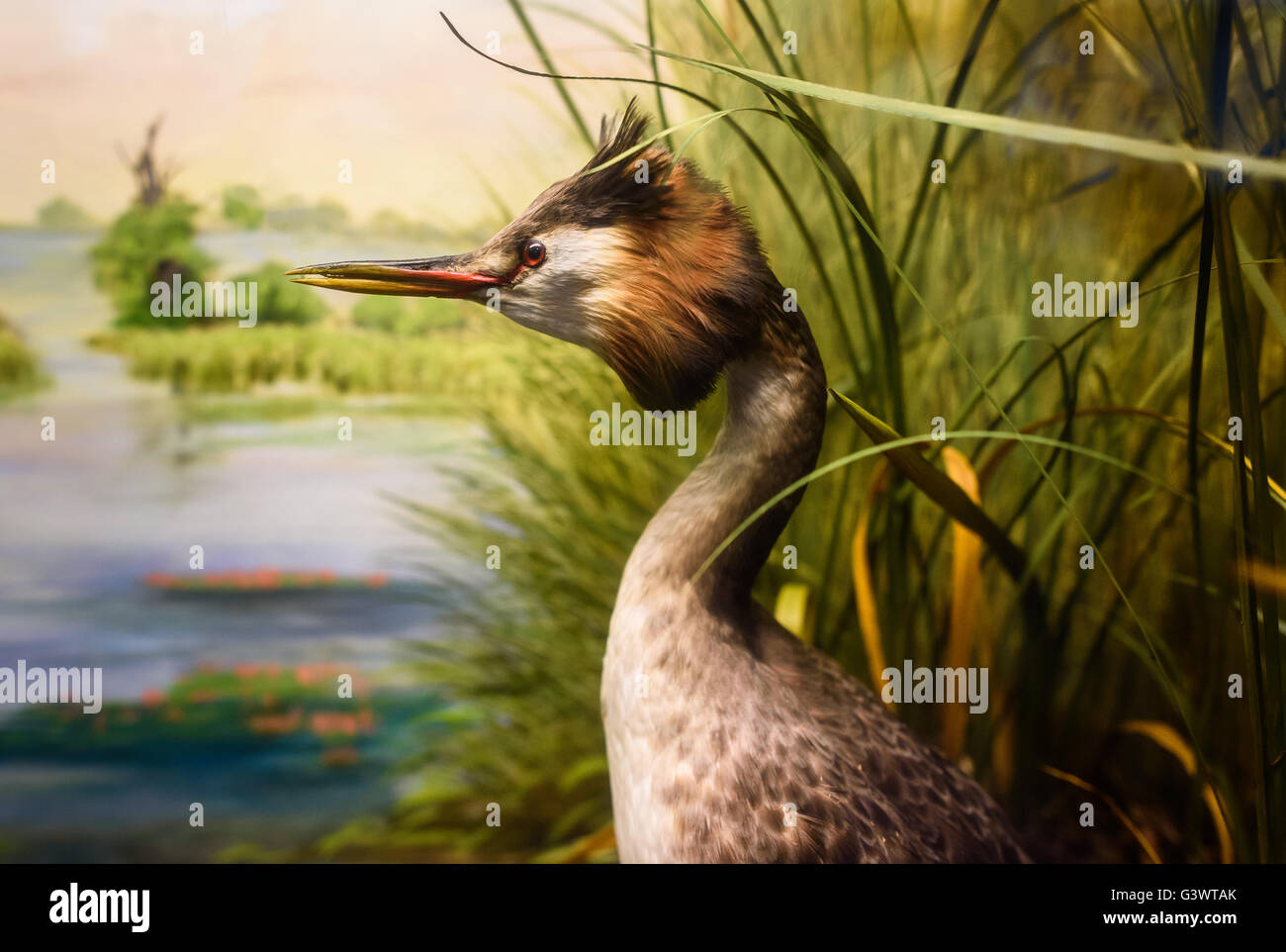 Great crested grebe wildlife hi-res stock photography and images - Alamy