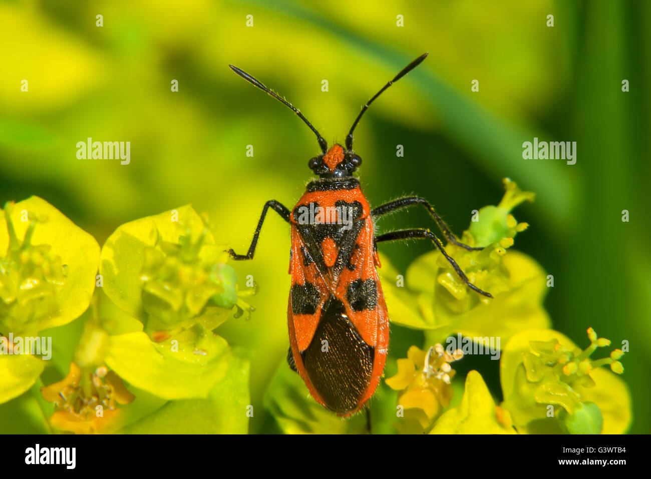 Red and black beetle on the green grass Stock Photo - Alamy
