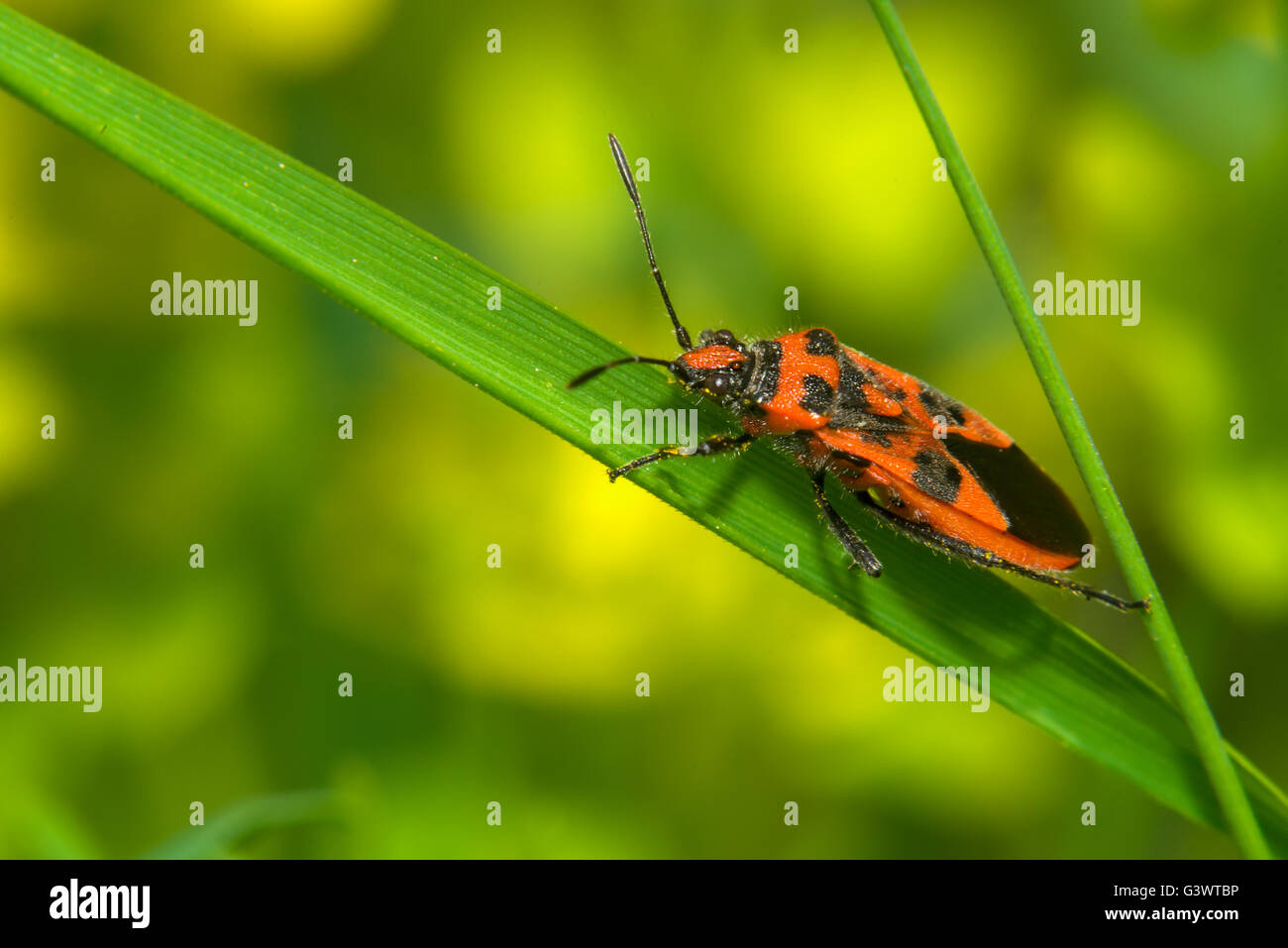 Red and black beetle on the green grass Stock Photo - Alamy