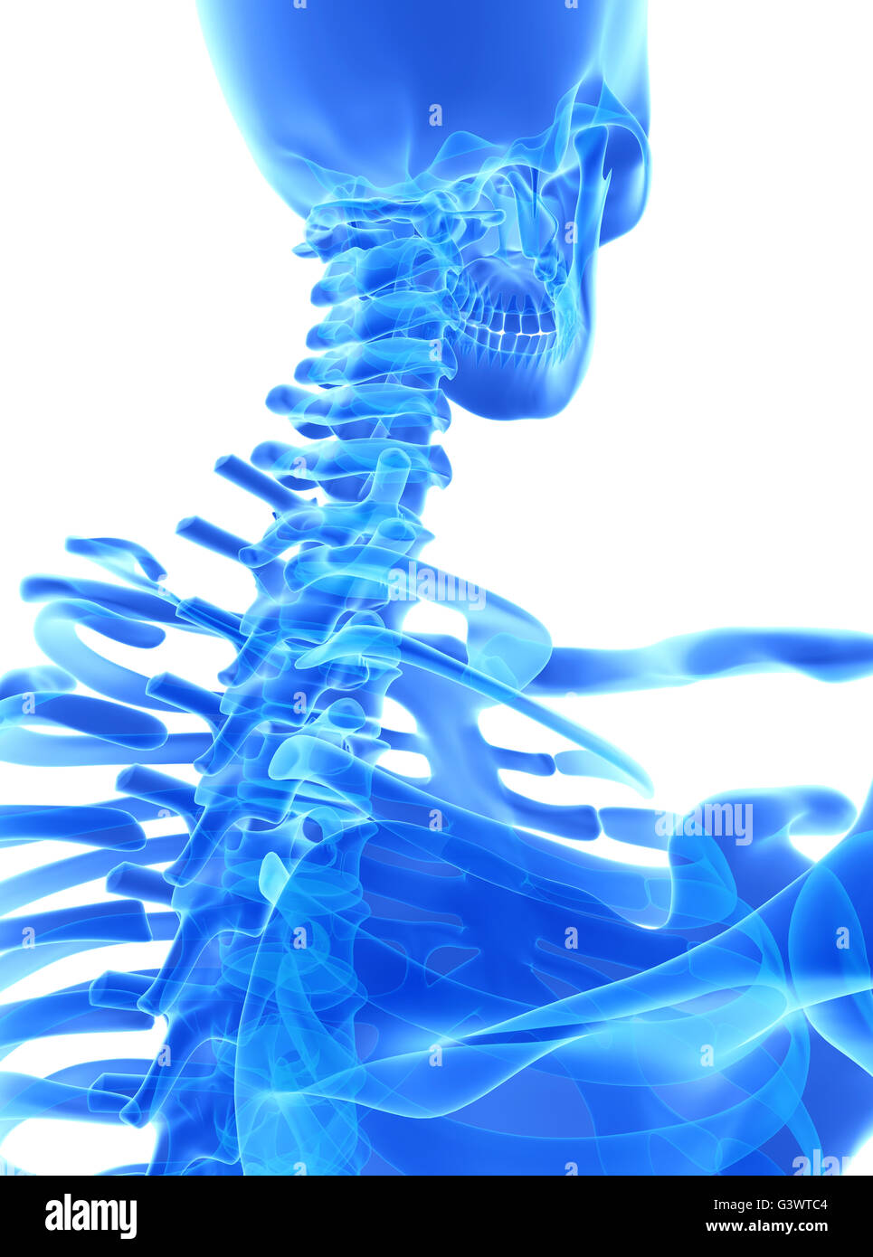 3D illustration of Cervical Spine - Part of Human Skeleton Stock Photo ...