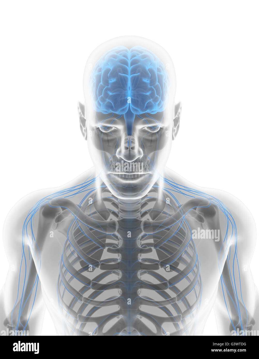Brain neurons male hi-res stock photography and images - Alamy