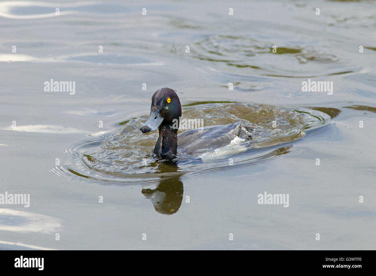 Duck swimming underwater hi-res stock photography and images - Alamy