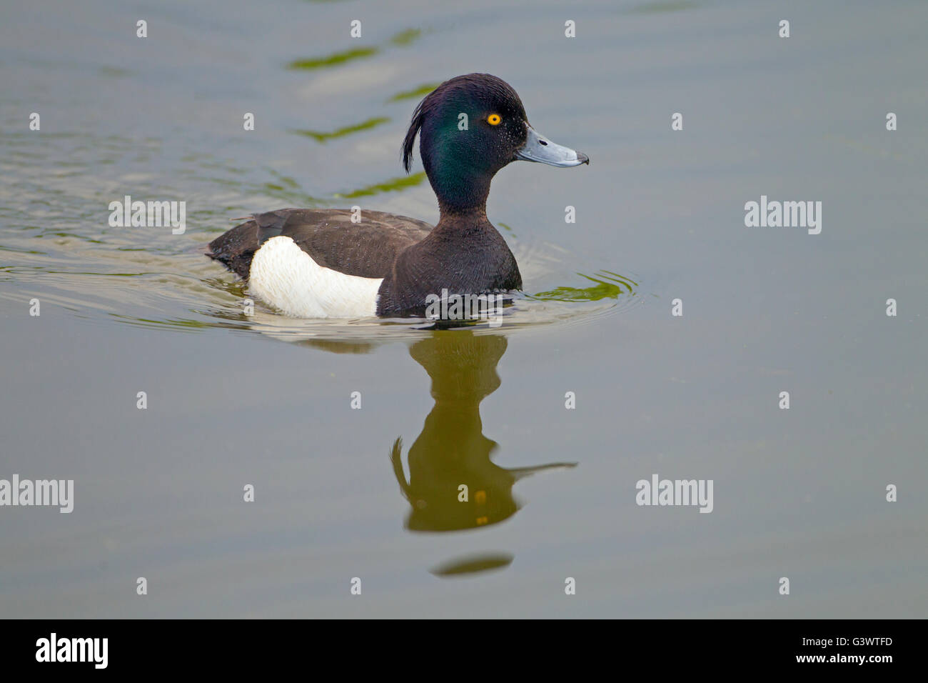 Duck swimming underwater hi-res stock photography and images - Alamy