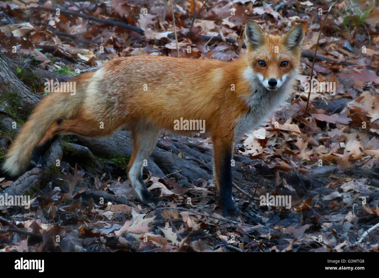 Twiggy the red fox posed on a leafy incline Stock Photo - Alamy