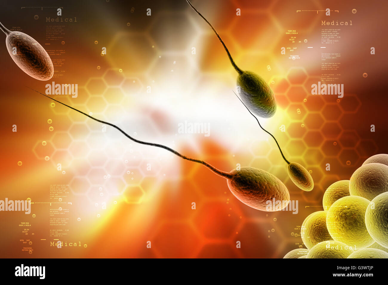 Human sperm microscope hi-res stock photography and images - Alamy