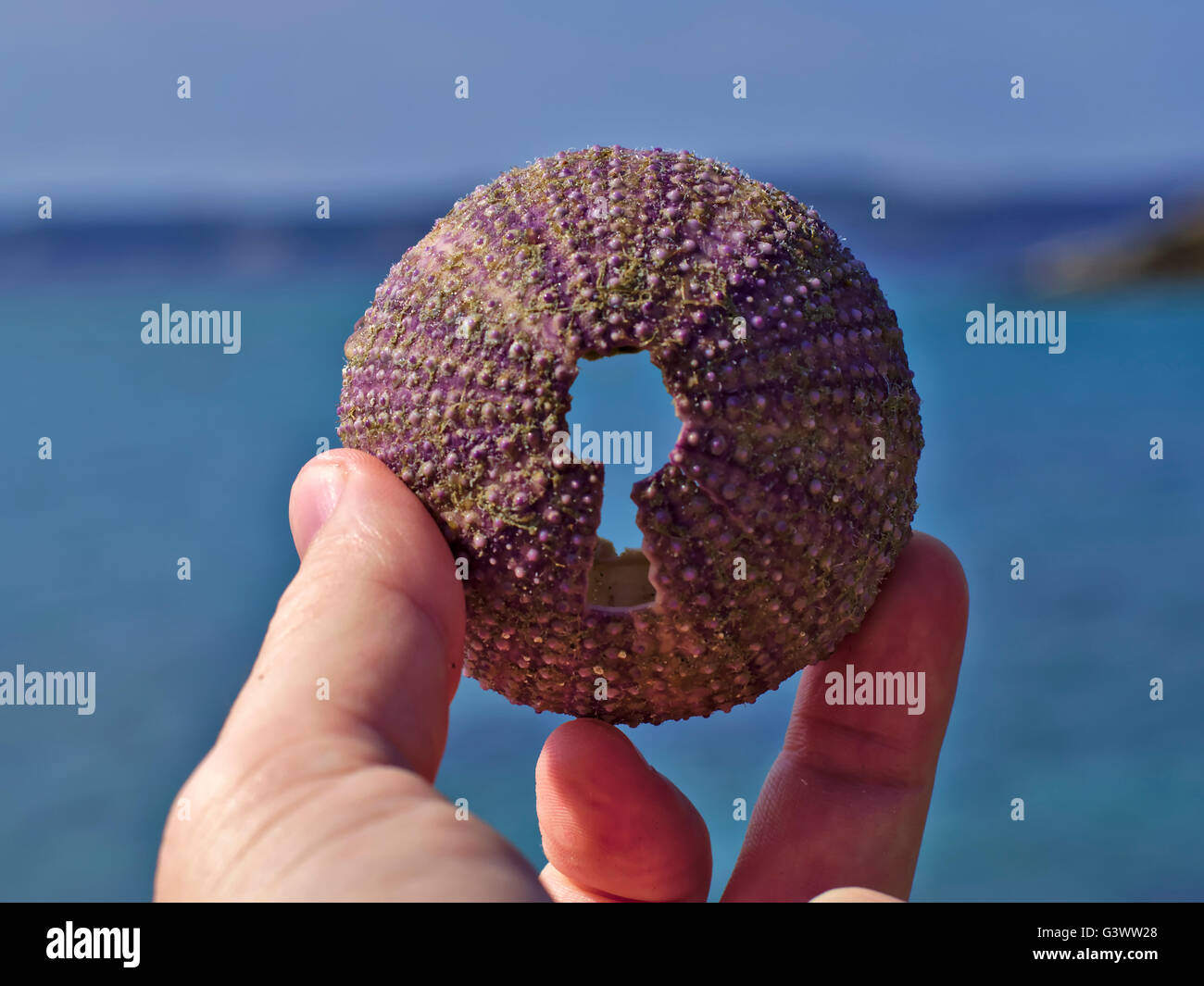 Sea Urchin Shell Stock Photo - Alamy
