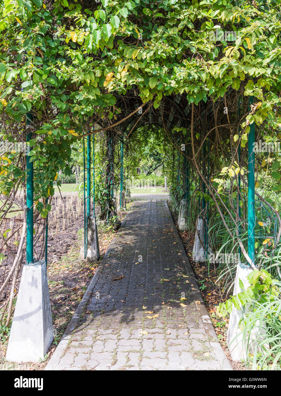 Plant arch camber over the brick way in the urban park Stock Photo - Alamy