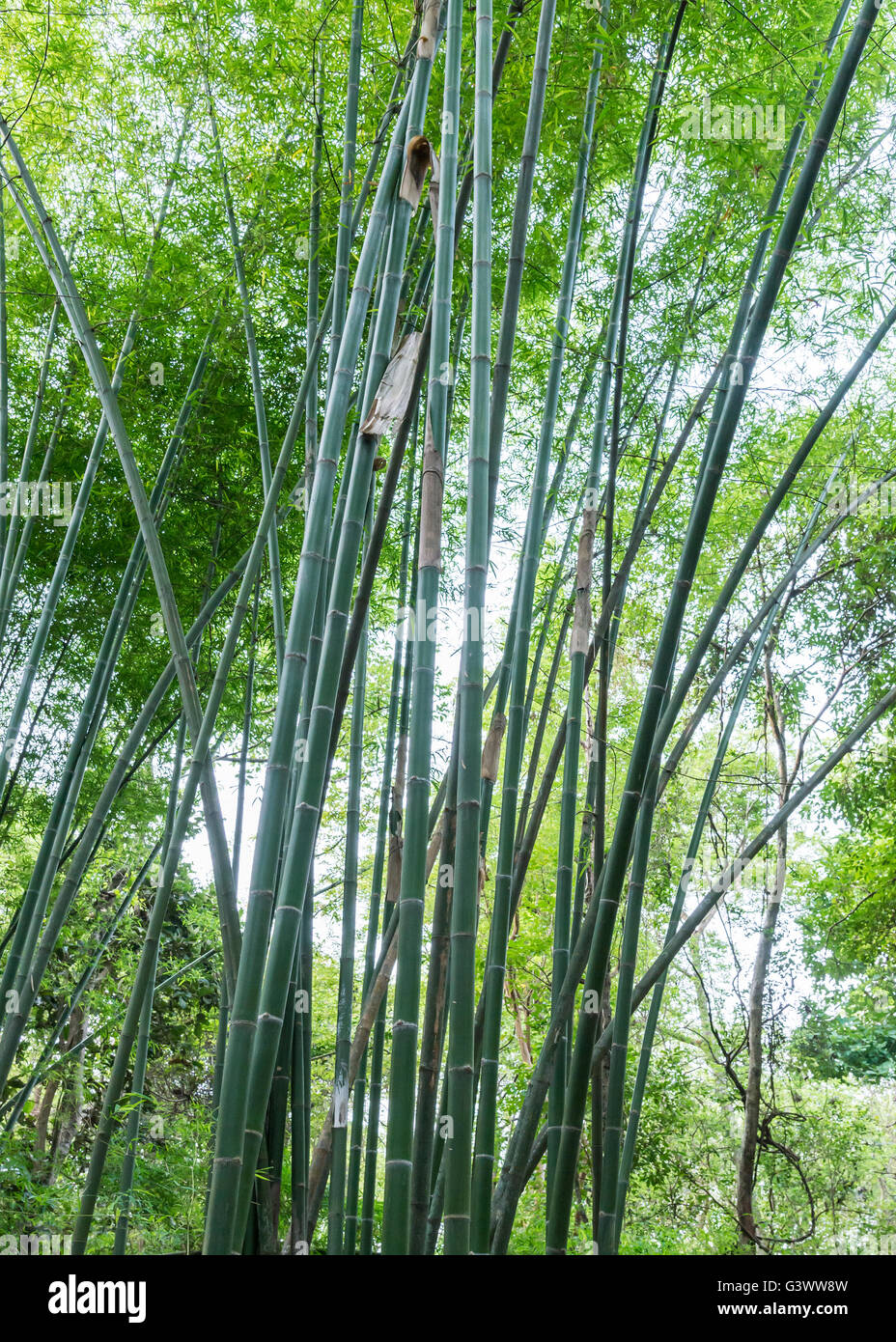 Fresh bamboo tree in the conserved forest of Thailand Stock Photo - Alamy