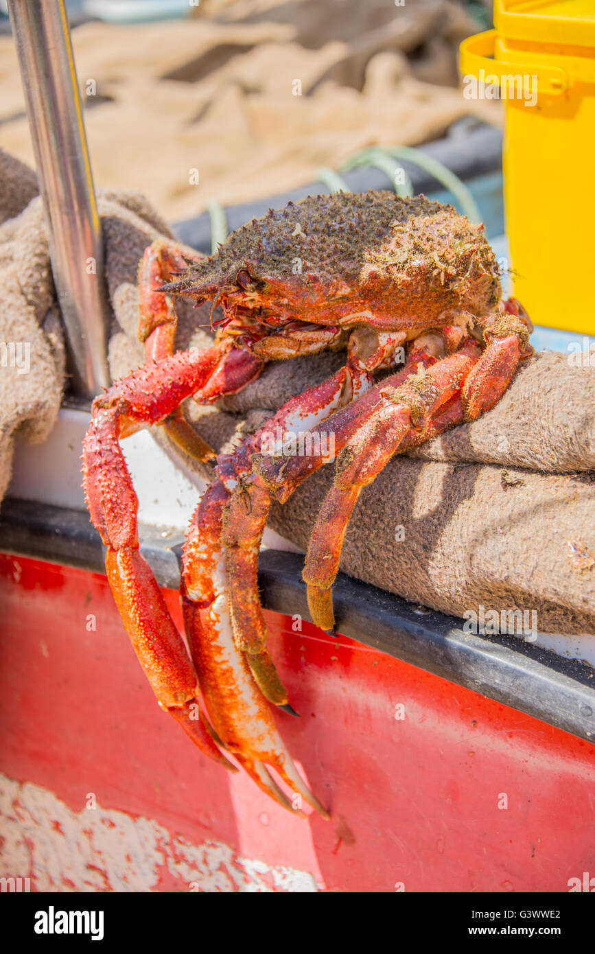 Crustaceans europe hi-res stock photography and images - Alamy
