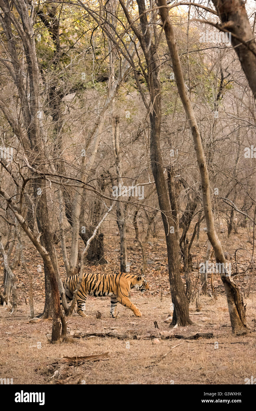 Royal Bengal Tiger Stock Photo - Alamy