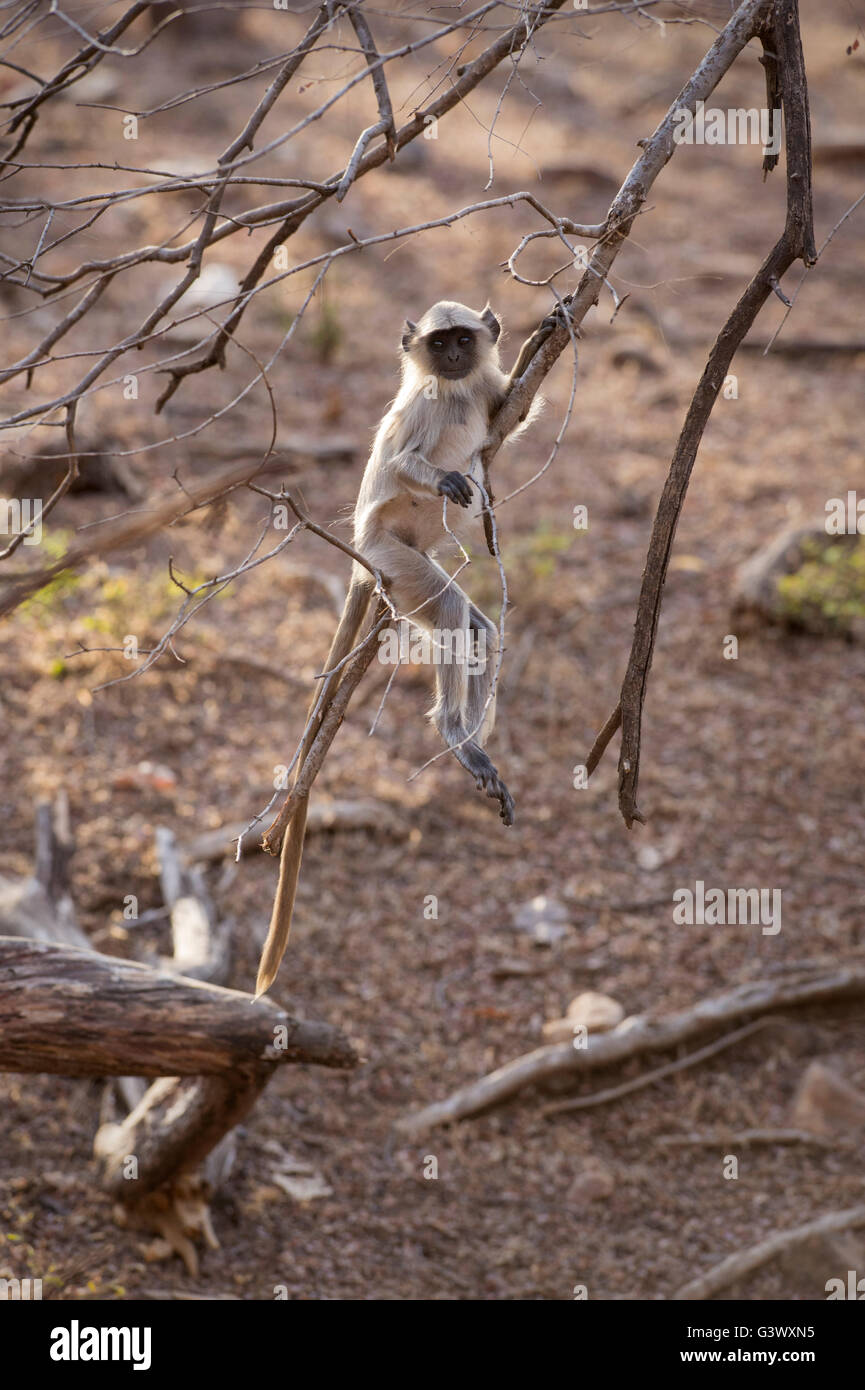 Cheeky tiger hi-res stock photography and images - Alamy