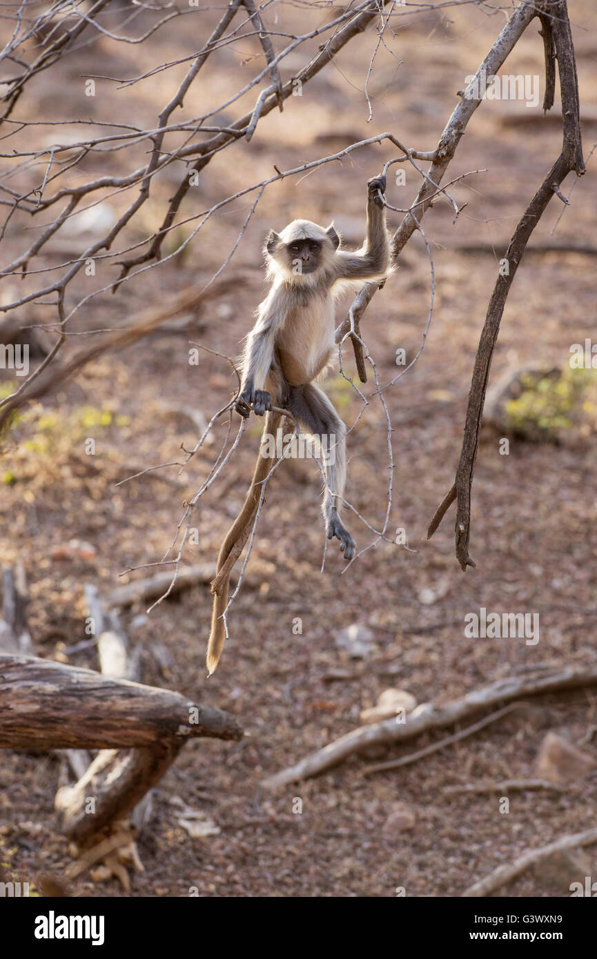 Apes of asia hi-res stock photography and images - Alamy