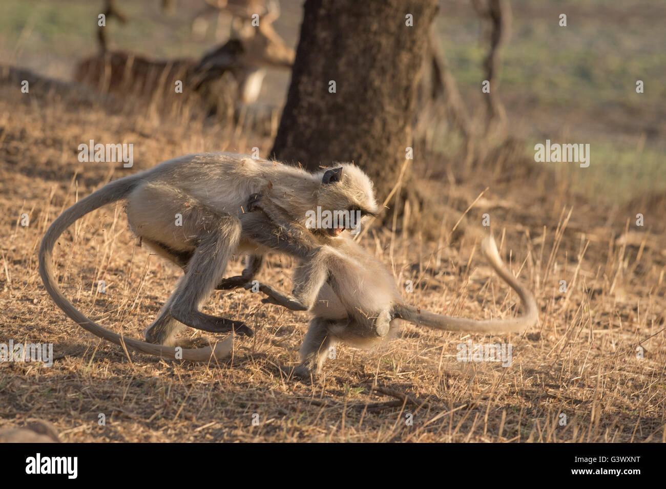 Cheeky tiger hi-res stock photography and images - Alamy