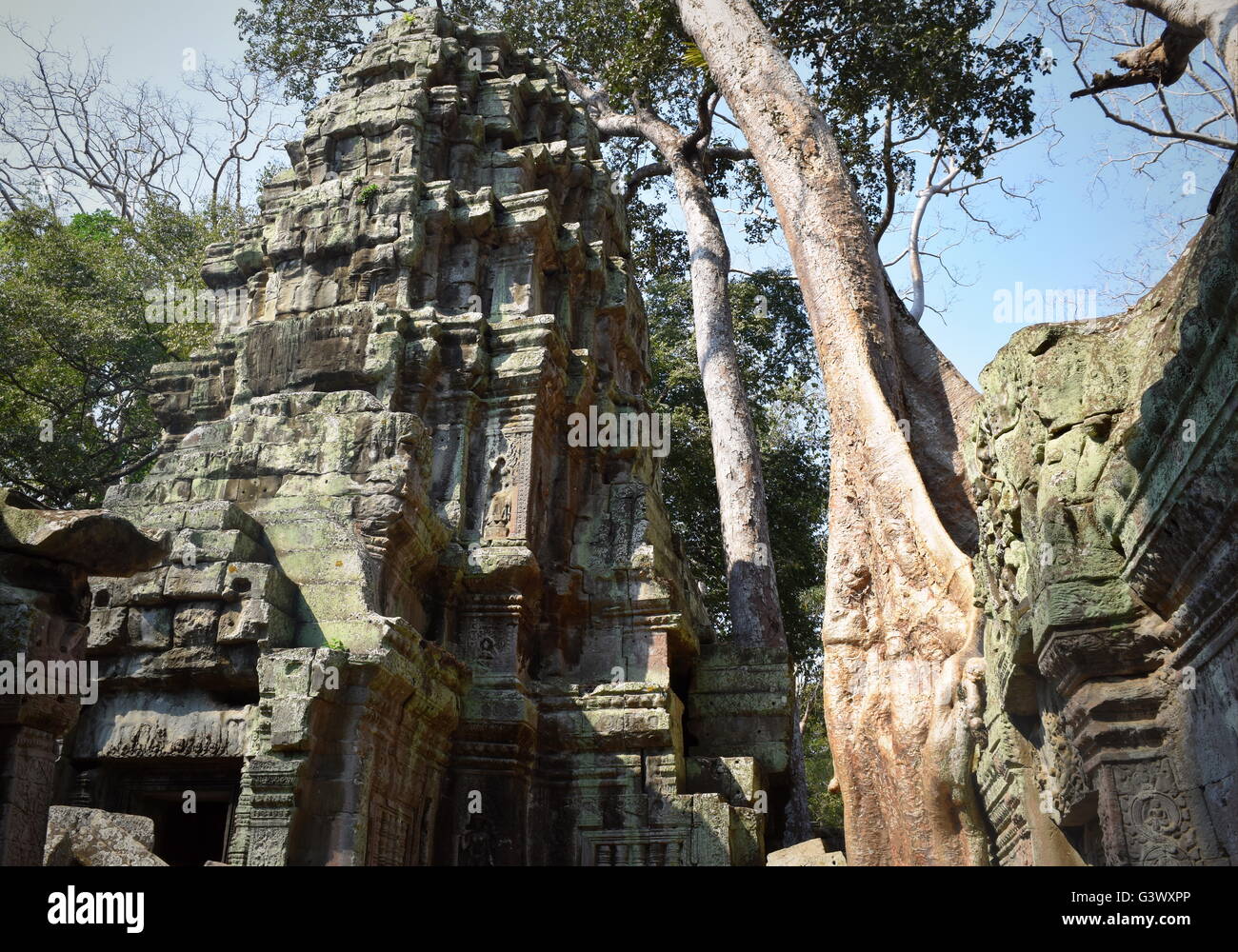 Temple tree trees stone hi-res stock photography and images - Alamy