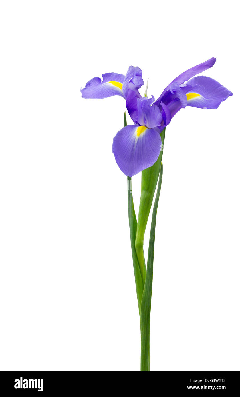 Purple dutch iris with isolated on white background Stock Photo - Alamy