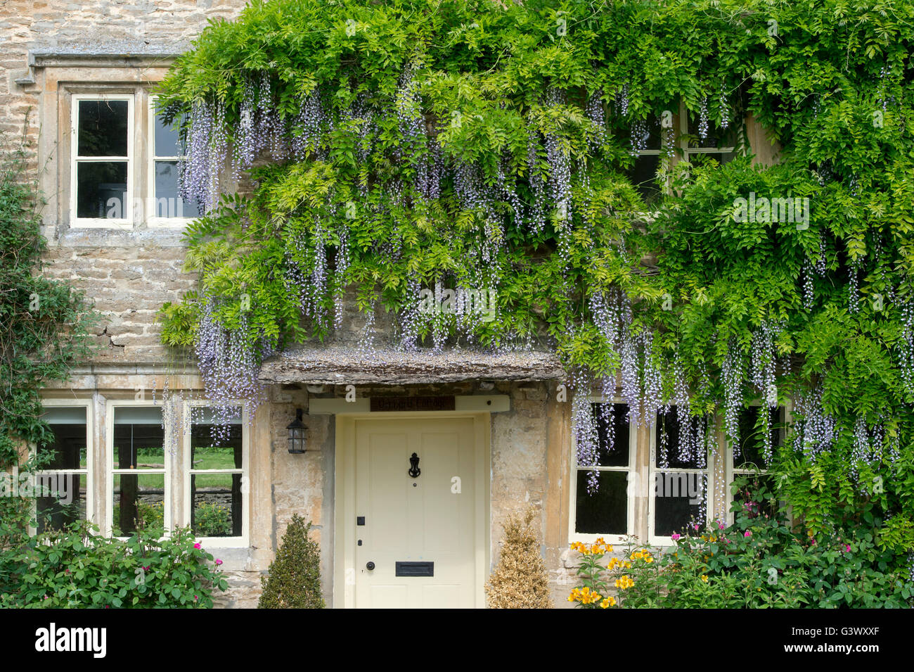 House covered in wisteria hi-res stock photography and images - Alamy