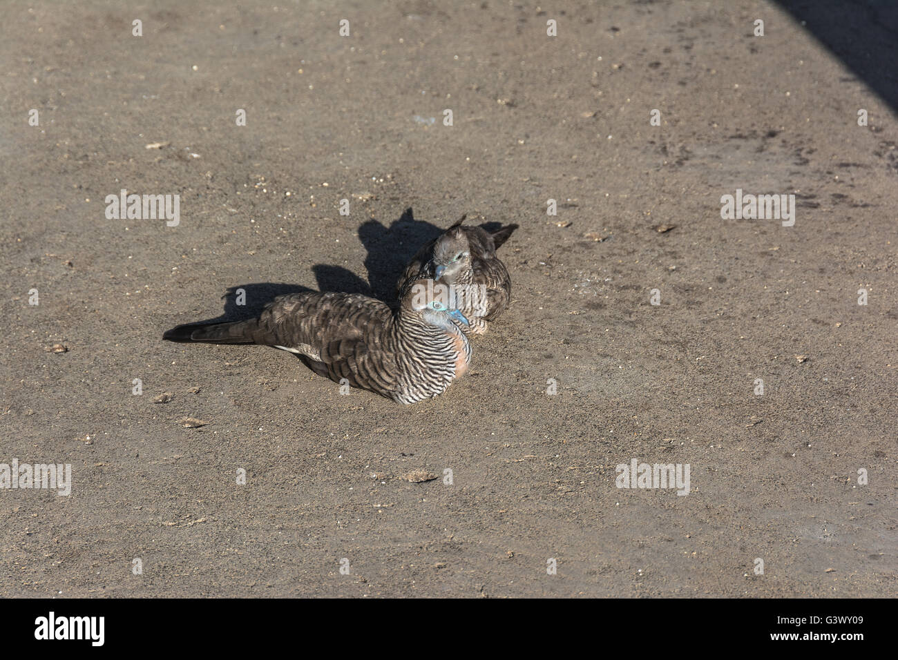 Hawaiian birds at Waikiki, Oahu, Hawaii Stock Photo - Alamy