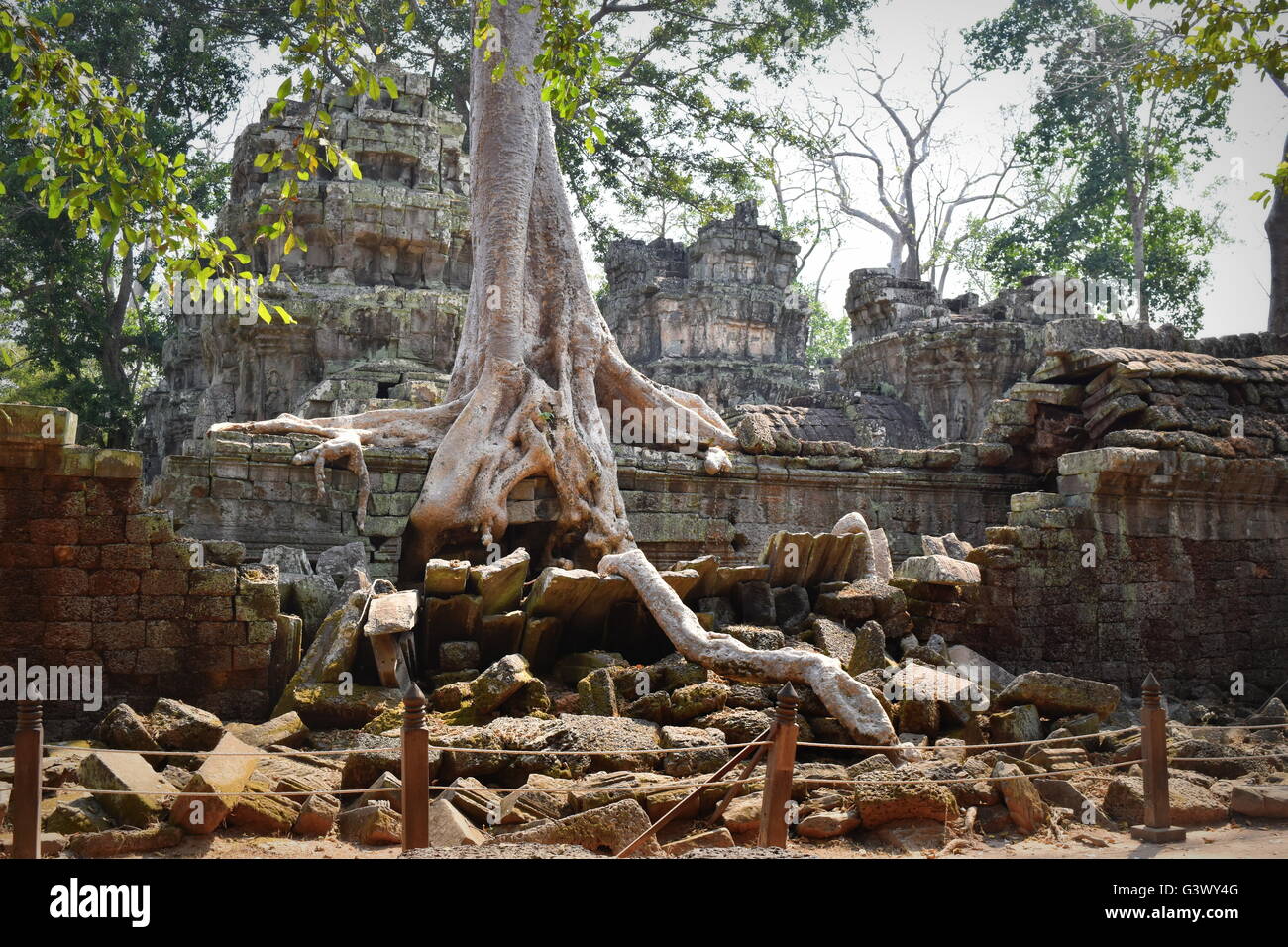 Tree roots over collapsed stone block ruins of Ta Prohm ancient ...