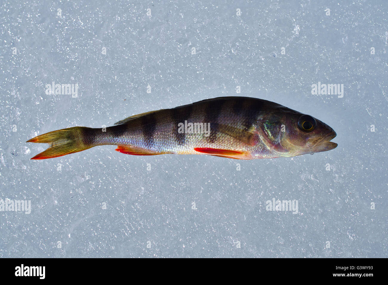 Perch scales hi-res stock photography and images - Alamy
