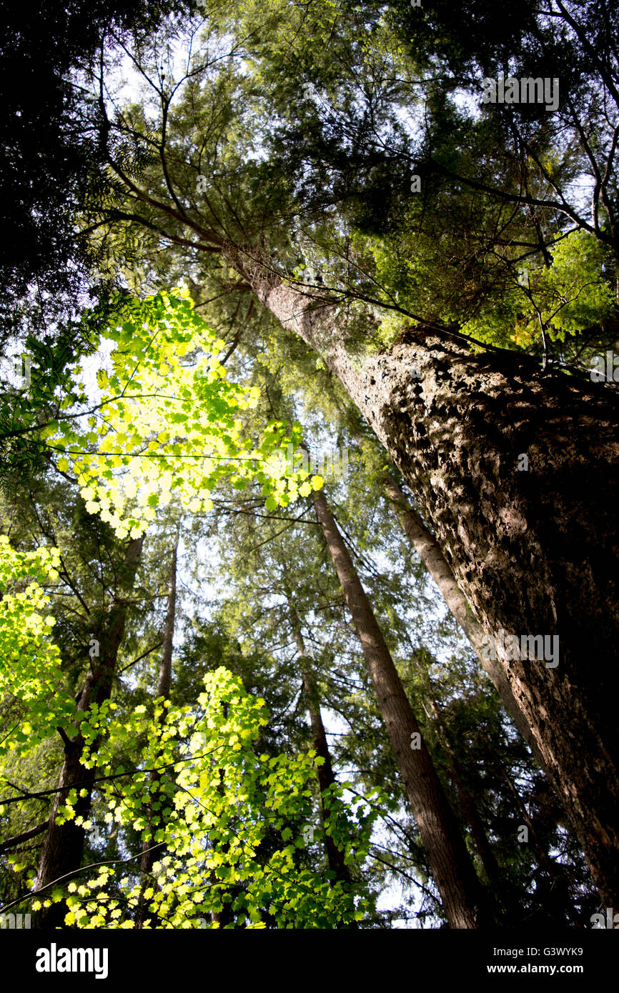 Sun shining through Douglas Fir Tree in a Rainforest Stock Photo - Alamy