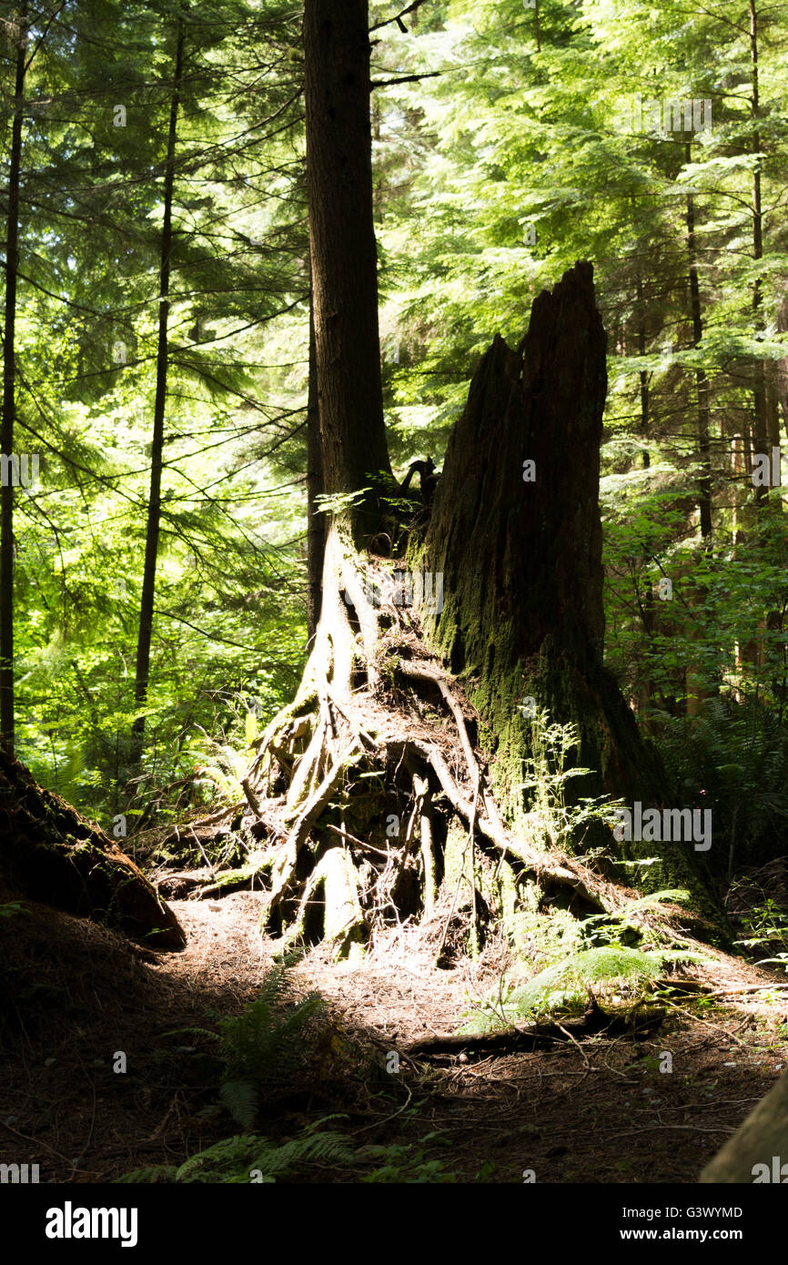 Mighty tree hi-res stock photography and images - Alamy