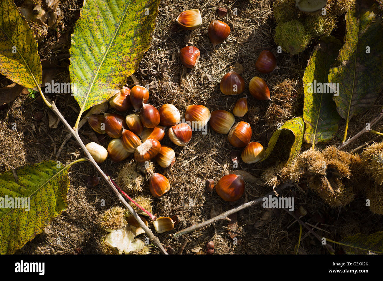 Chestnuts colour hi-res stock photography and images - Alamy